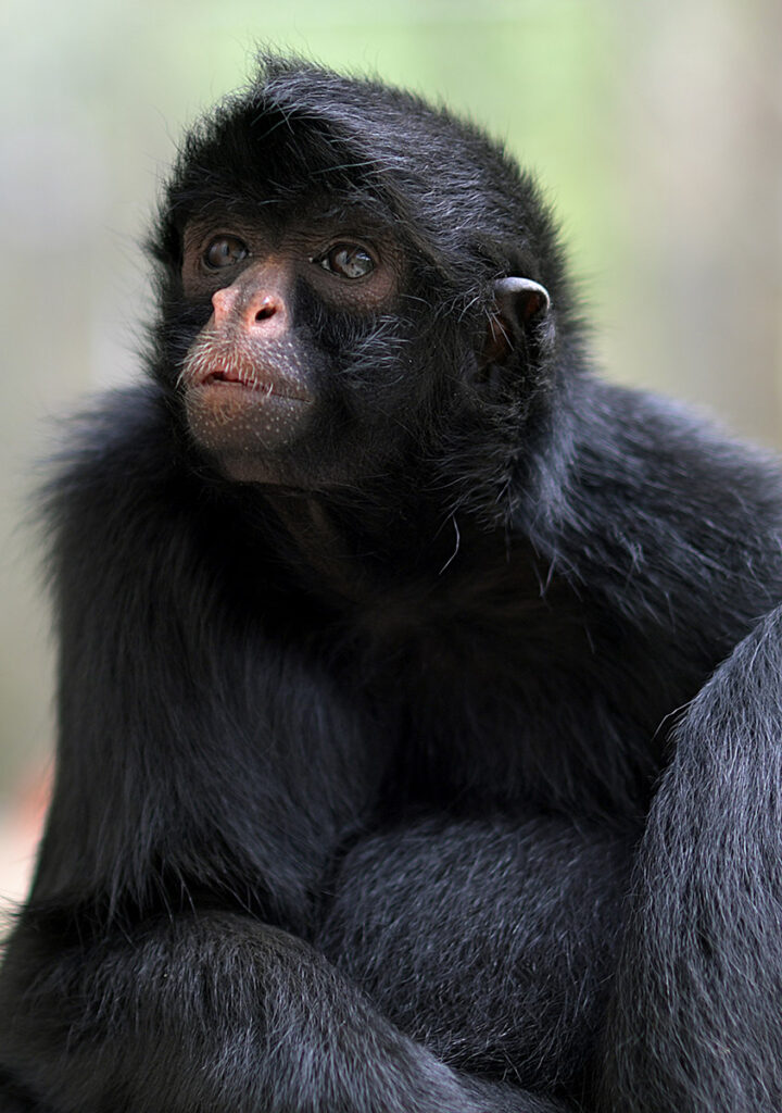 Senda Verde – Wildlife Sanctuary